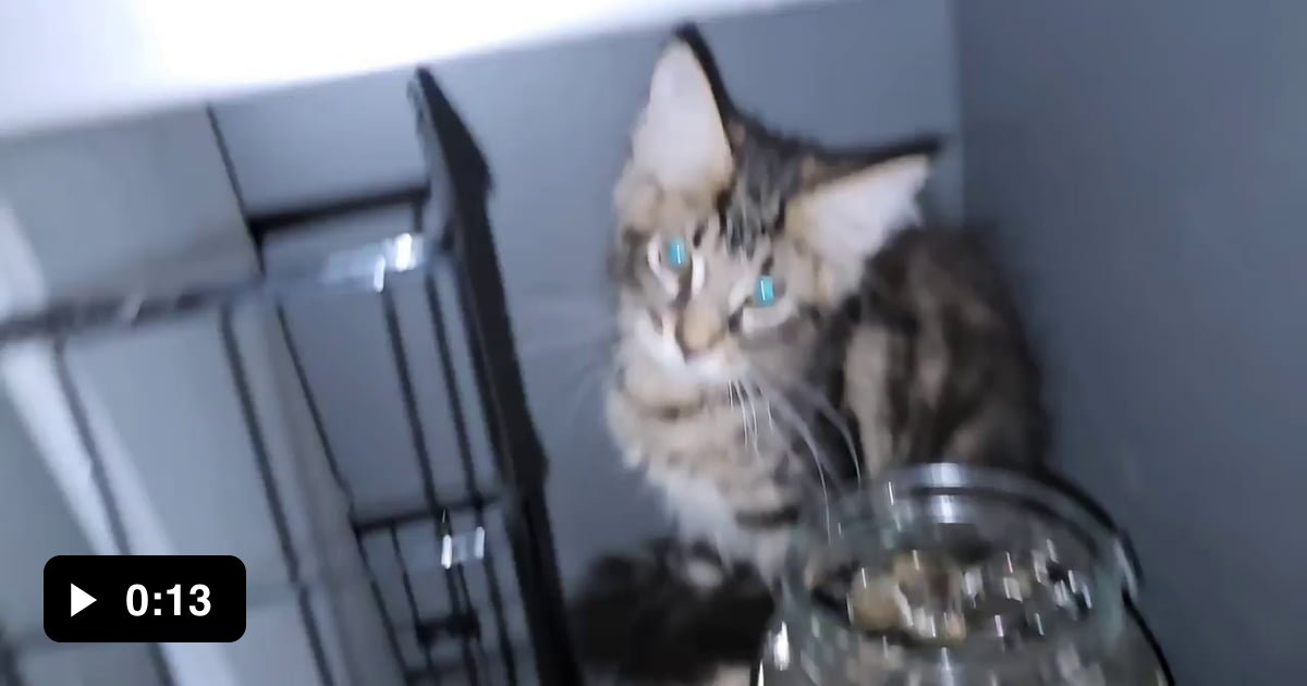 Tiny Bank Robber Caught Red Handed - 9GAG