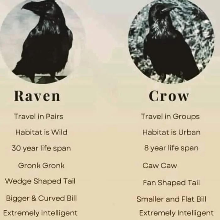 A Cool Guides Simple Raven vs Crow Guide - 9GAG