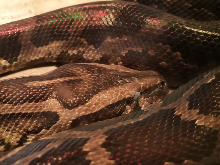 Snakes have no eyelids, so they can't blink, wink or close their eyes ...