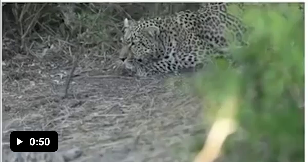 Mating tortoises interrupt a hunting leopard - 9GAG
