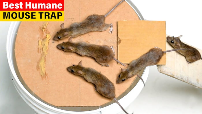 Humane Mouse Trap 9gag