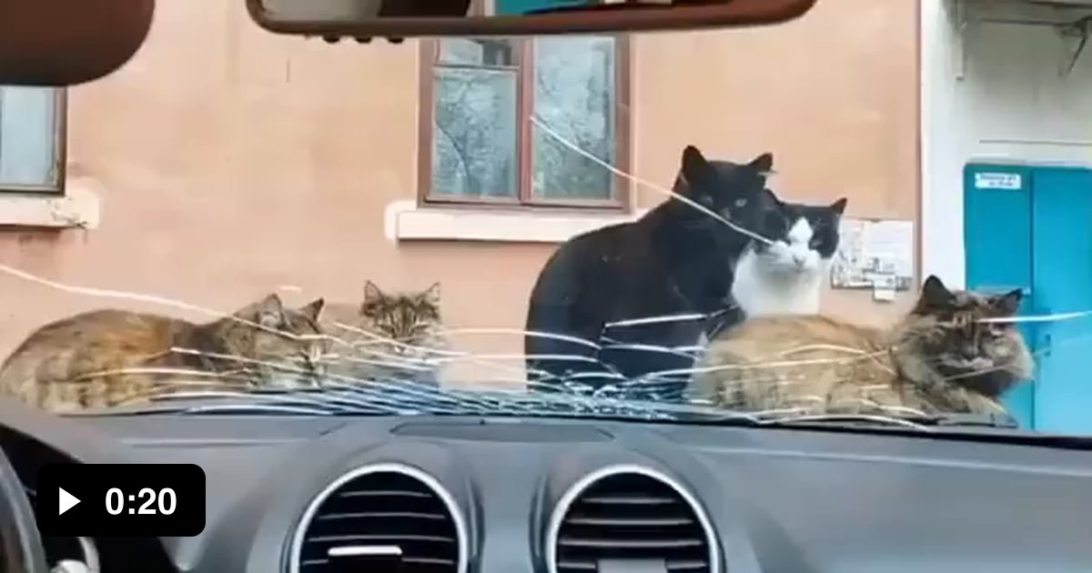 This car belongs to us meow - 9GAG