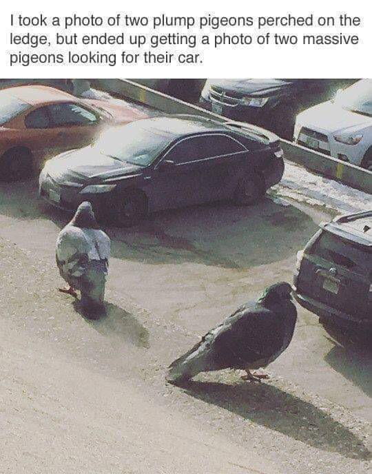 The pigeon brothers. Driving force of the apocalypse. - 9GAG
