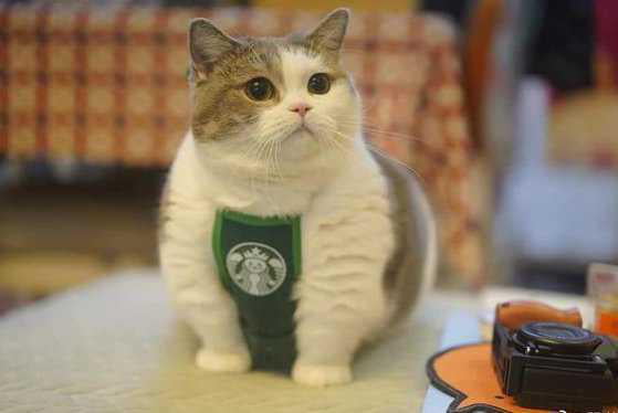 Starbucks employee - 9GAG