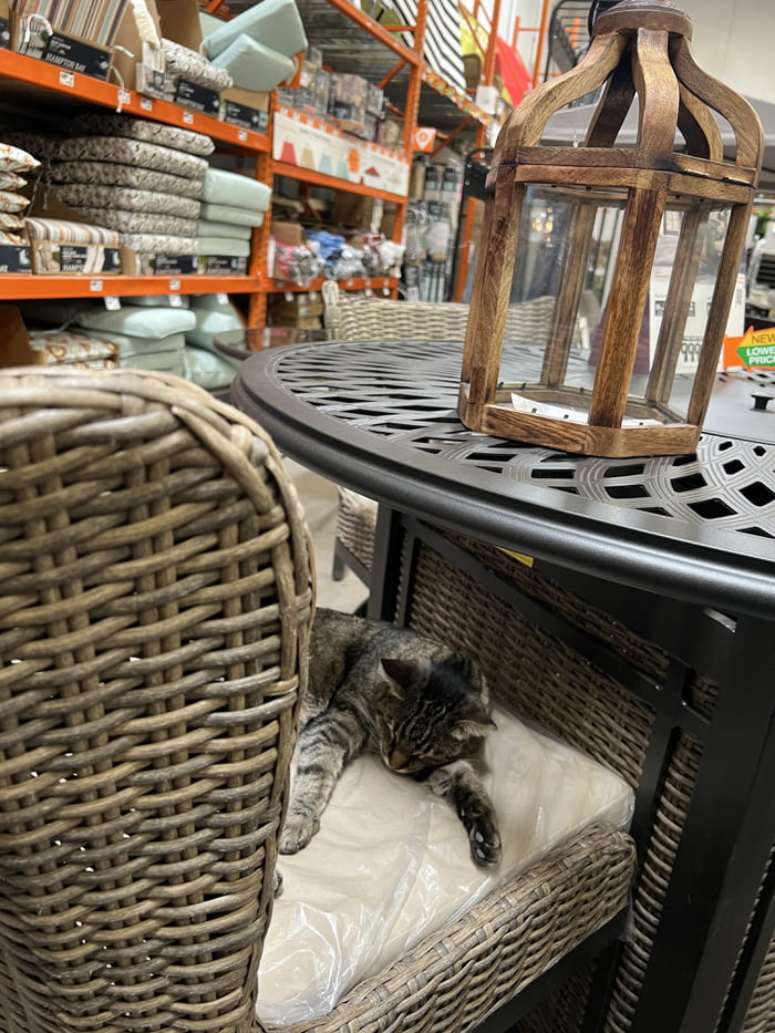 Cat slacking off at Home Depot - 9GAG
