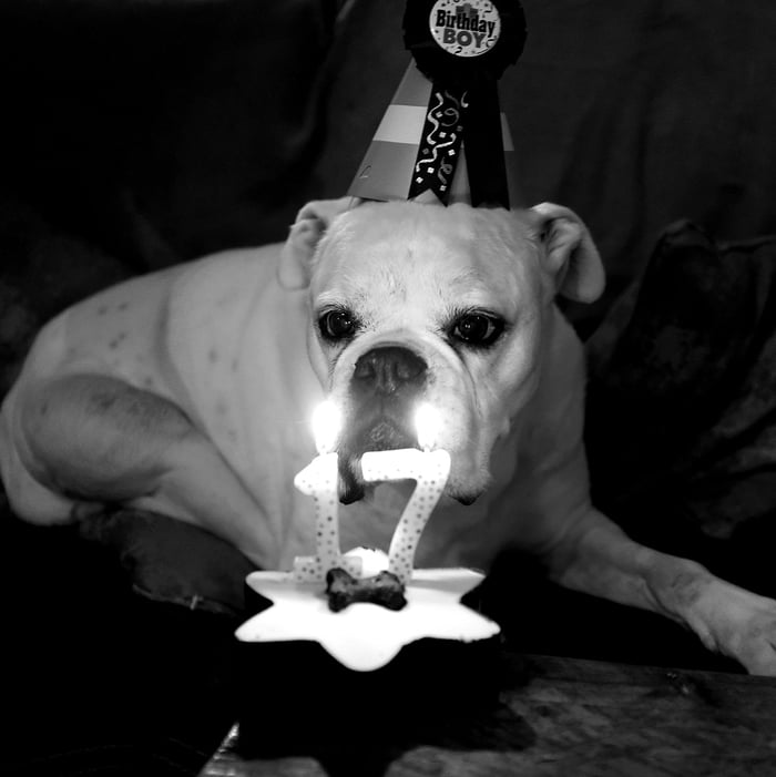 My best boi was given 6 months to live 5 years ago. Today he celebrated ...