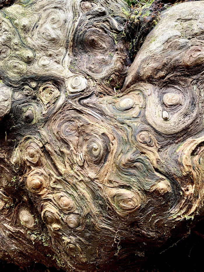 The patterns on this tree burl - 9GAG