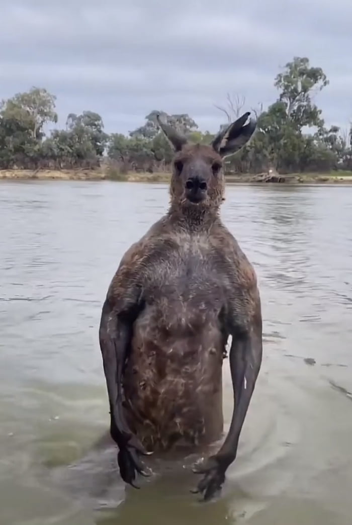 Kangaroo standing in water - 9GAG