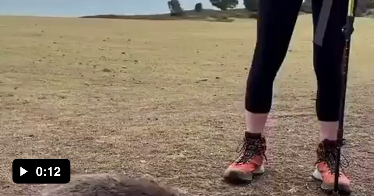 Wombat scratching device - 9GAG