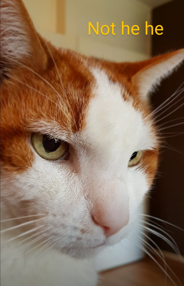 Our cat did a meme - 9GAG