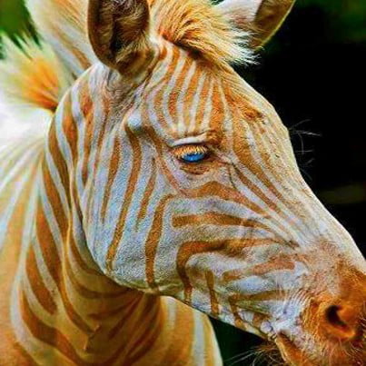 Born in Hawaii, Zoe is the only known captive golden zebra in existence ...