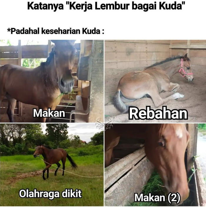 Kuda - 9GAG