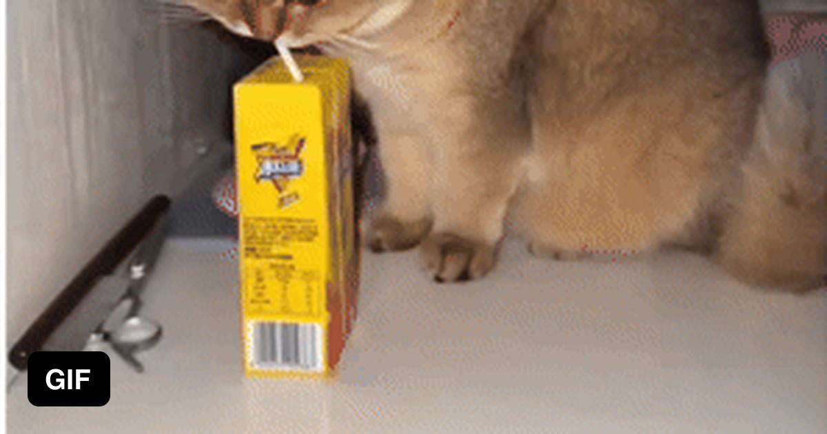 Cat drinks some juice - 9GAG