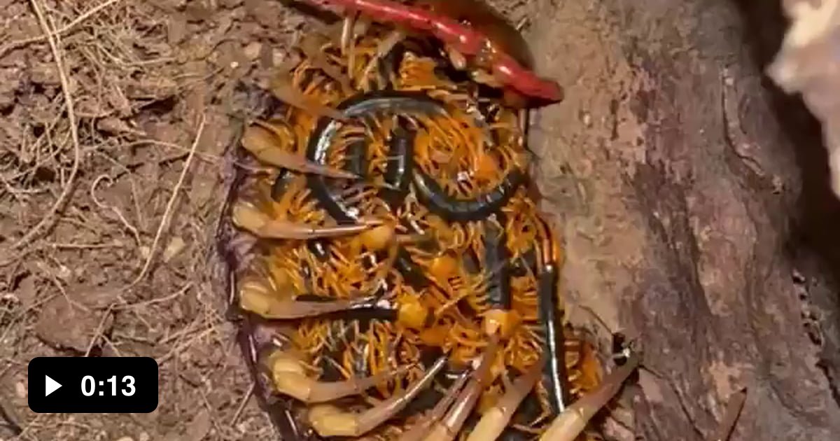 Centipedes are surprisingly caring and protective mothers, coiling ...