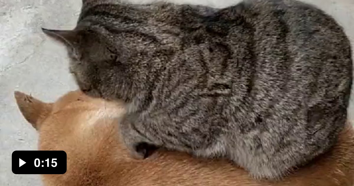 "I see no God up here.. other than Me" . Cat probably - 9GAG