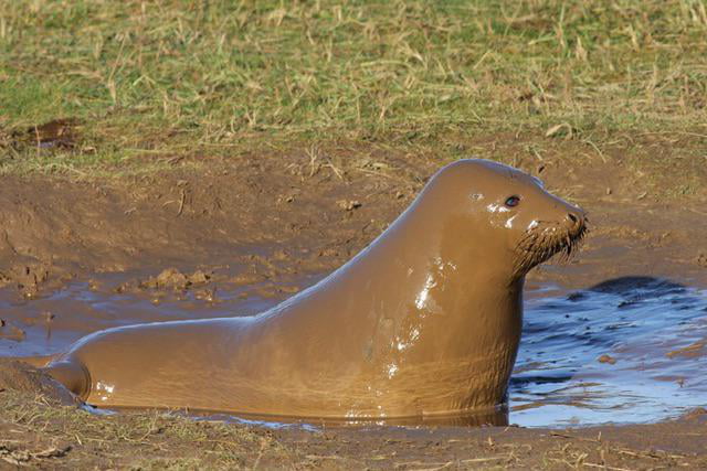 Archival photo, A Gravy seal emerging from cover during a fierce battle ...