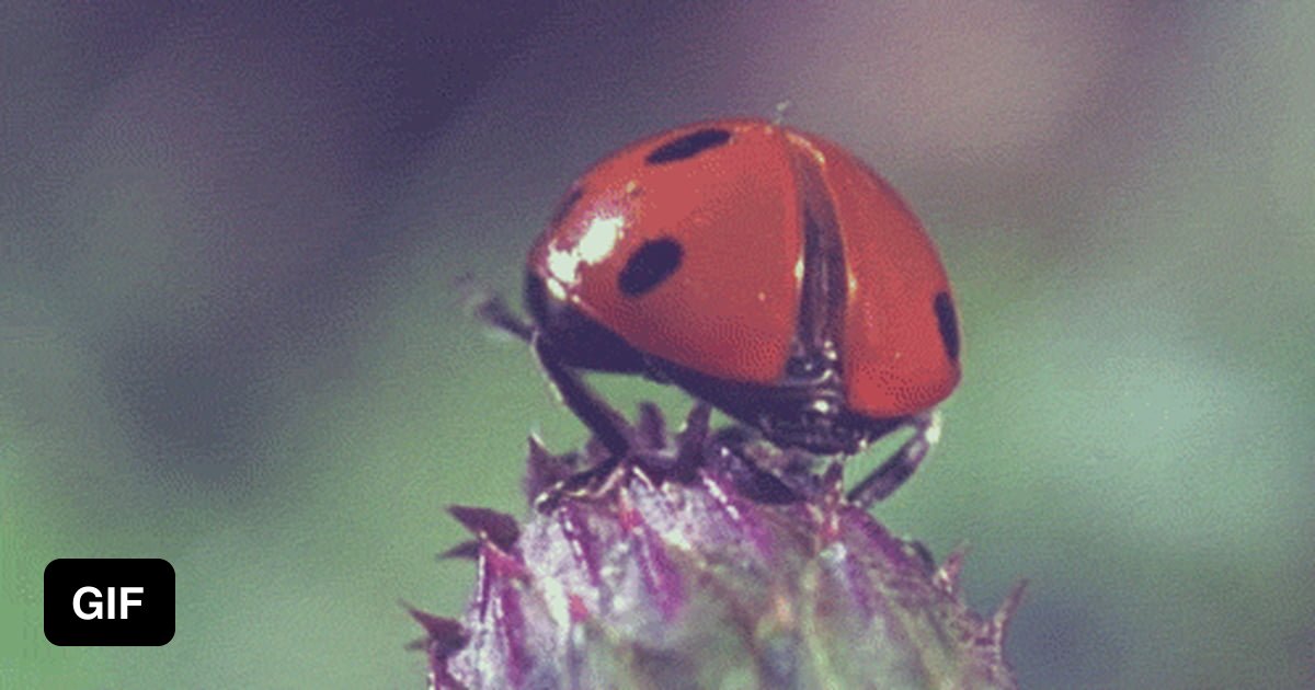 Closeup Ladybug Takeoff - 9GAG