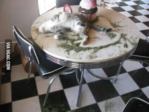 Came home to my cat strung out on catnip. Hilarity ensued. - 9GAG
