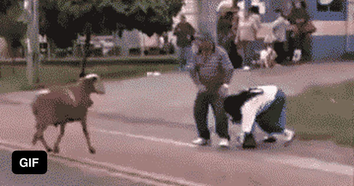 Goat vs. Human - 9GAG