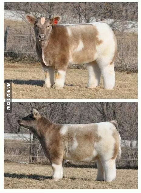 Washed + blow dried = you're welcome, It's a cow. - 9GAG