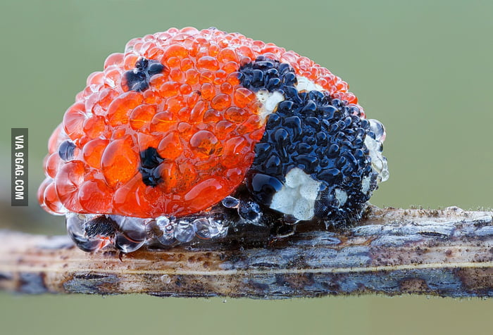 Dew on the Ladybug - 9GAG
