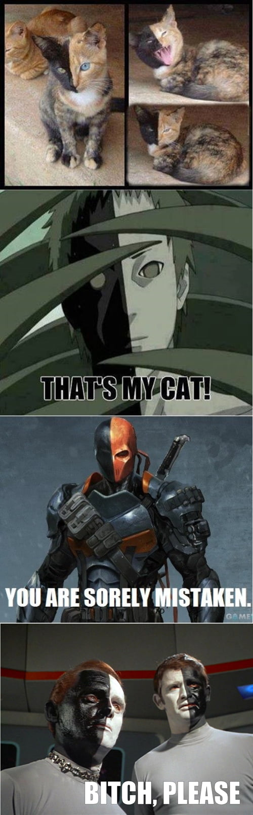 That's a Cheron Cat! - 9GAG