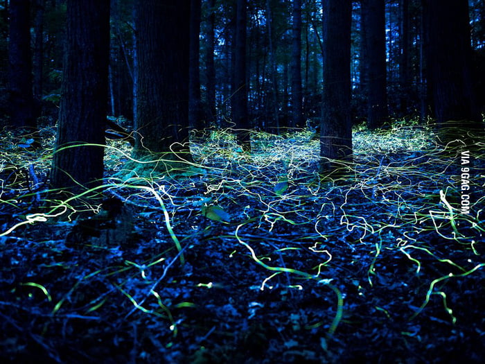 Long exposure of fireflies - 9GAG