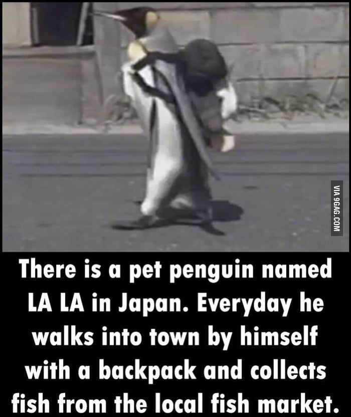 I want a penguin - 9GAG