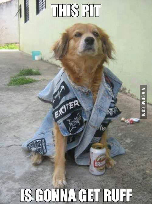 Mosh Pit Dog - 9GAG