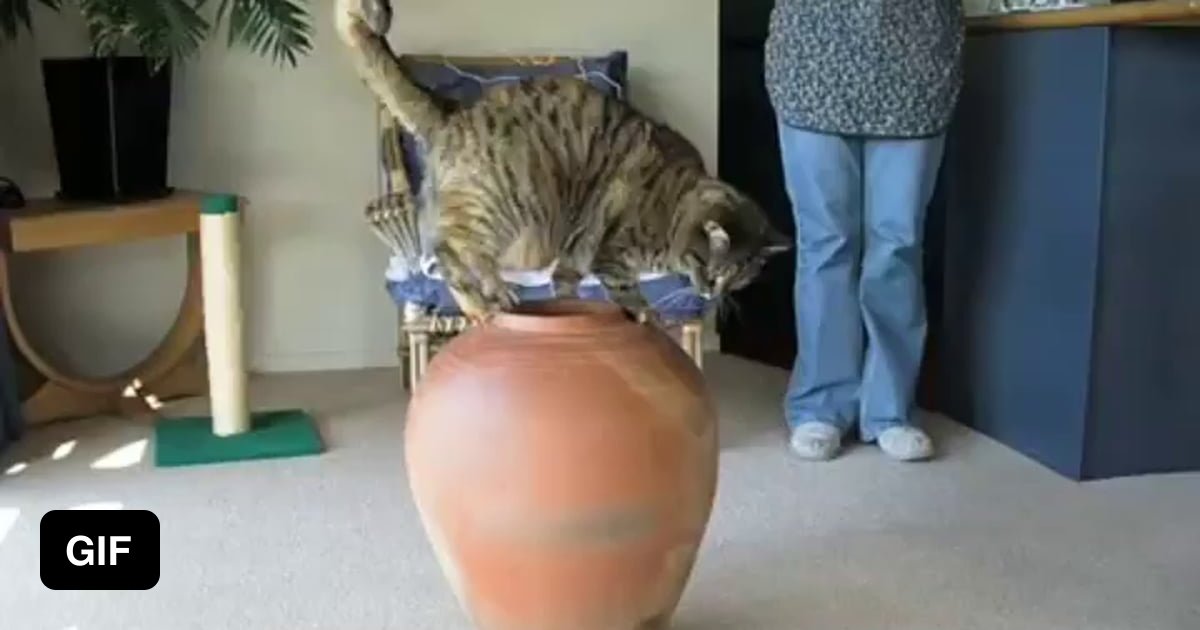 Cat nearly gets trapped in a vase - 9GAG