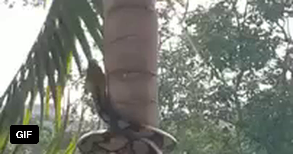 This Tree Climbing Snake - 9GAG
