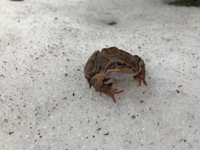 A frog “quack, quack” - 9GAG