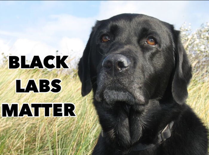 Black Labs Matter - 9GAG