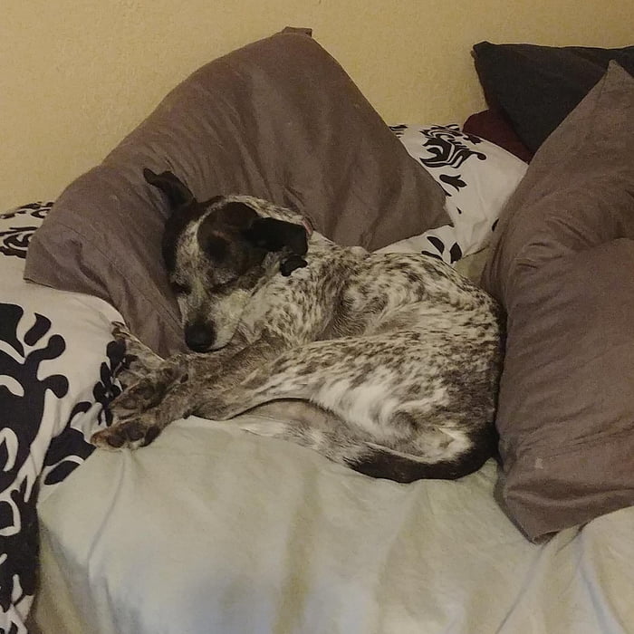 Image of my rare pupper Ditzy who has a bedtime. The same time every night she crawls into bed ...