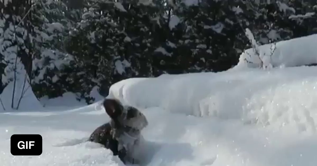 A smol snow bunny 🐰 - 9GAG