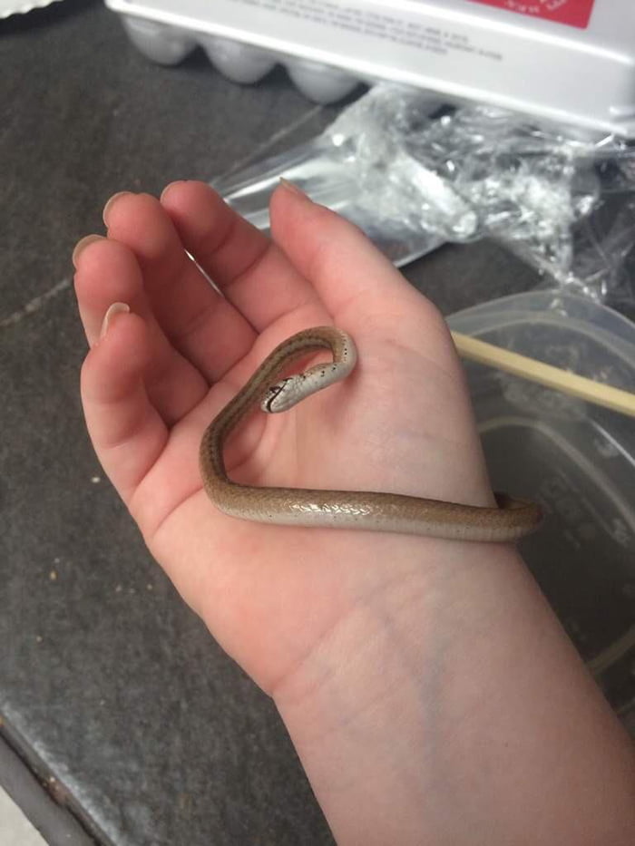 My new danger noodle! I named him Yarn. Look, he’s smiling for the ...