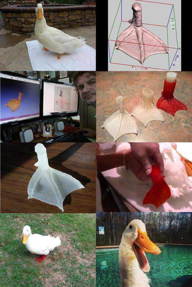Helping a disabled duck - 9GAG