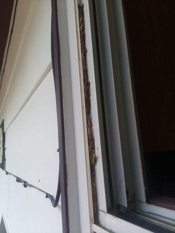 20 years worth of moths stuck between a window screen - 9GAG