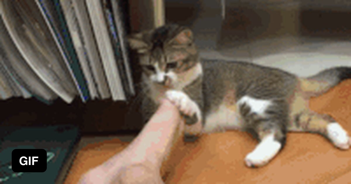 Overly dramatic cat - 9GAG