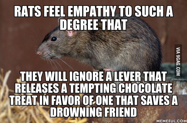 Rats are bros - 9GAG