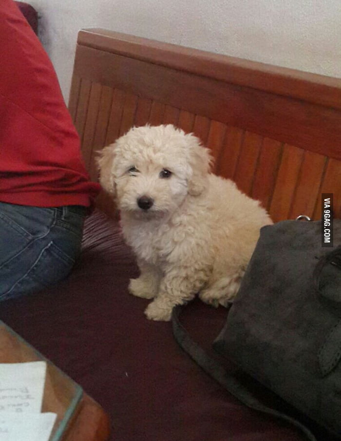Here's my new friend. His name is Rollo. Hope you guys like him - 9GAG