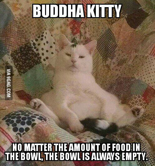 I want my Buddha kitty to go viral. Let's do this. - 9GAG