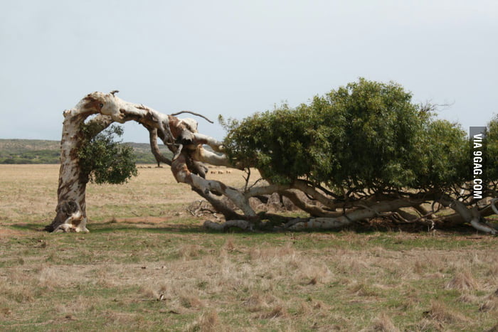I grew up in a place so windy trees grow sideways - 9GAG