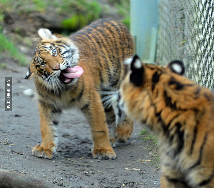 Derpy tigers are awesome - 9GAG