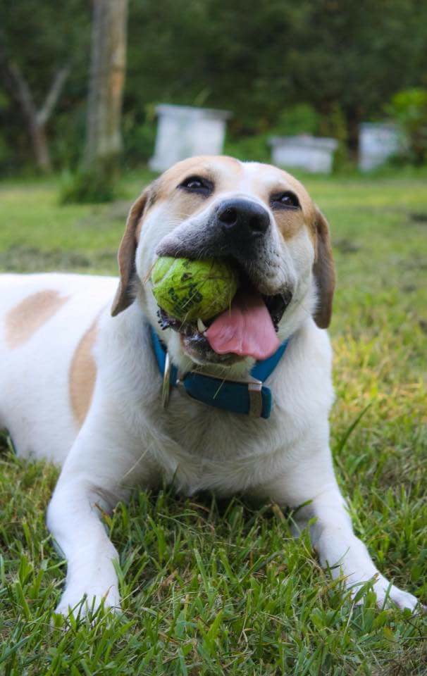 A very good boy. - 9GAG