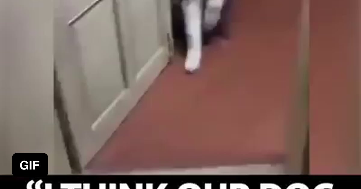 The dog is a heavy sleeper - 9GAG