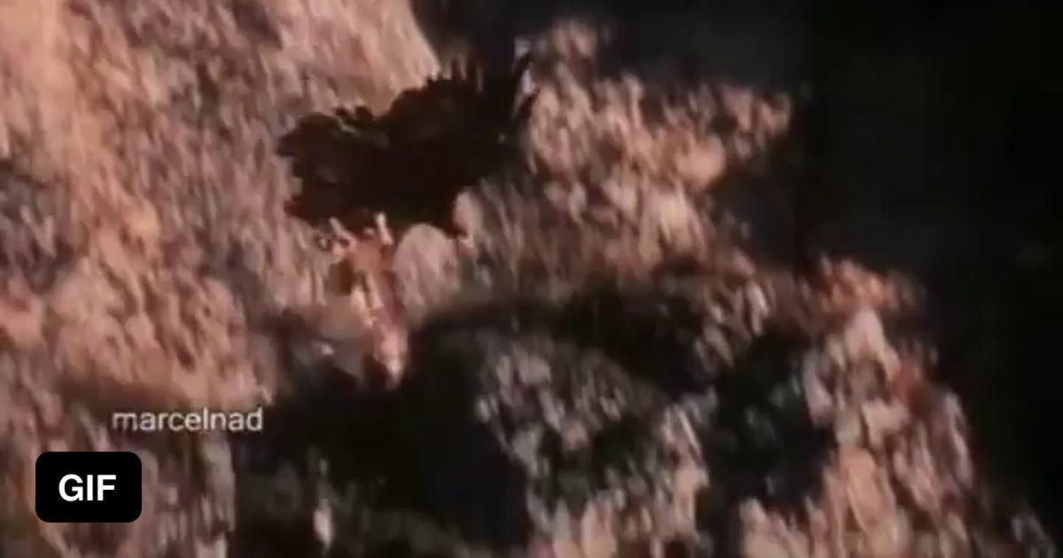 Eagle vs Goat. Eagle drags a goat off a mountain cliff - and sails away ...