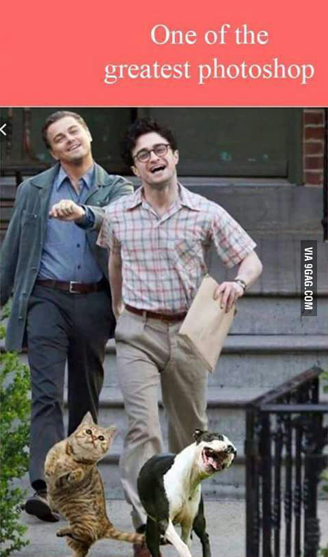 Leo.-.. hey daniel can u walk like me. along with a cat and a dog... - 9GAG