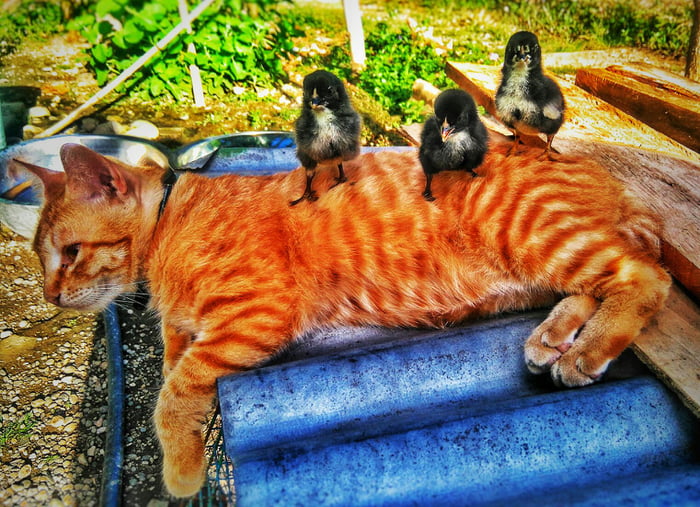 3 Chicks With Ginger Pussy 9gag