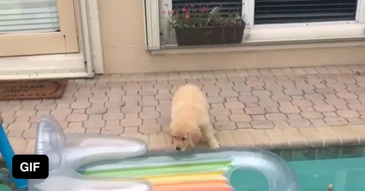 Waggly doofus gets hecka bamboozled - 9GAG